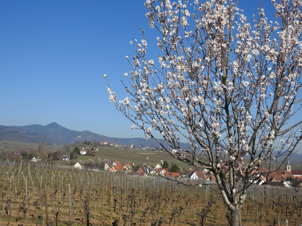 2025-03-09 Les Amandiers en fleur